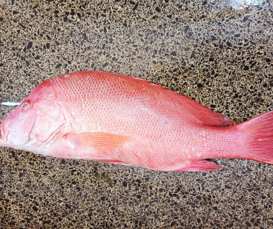 Red Snapper – Meat & Fish Limited