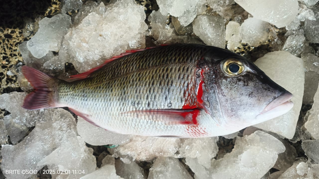 White Snapper – Meat & Fish Limited